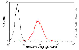 Anti-NMNAT2 antibody [2E4] (ab56980) | Abcam
