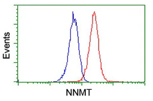 Anti-NNMT antibody [OTI3D8] (ab119758) | Abcam