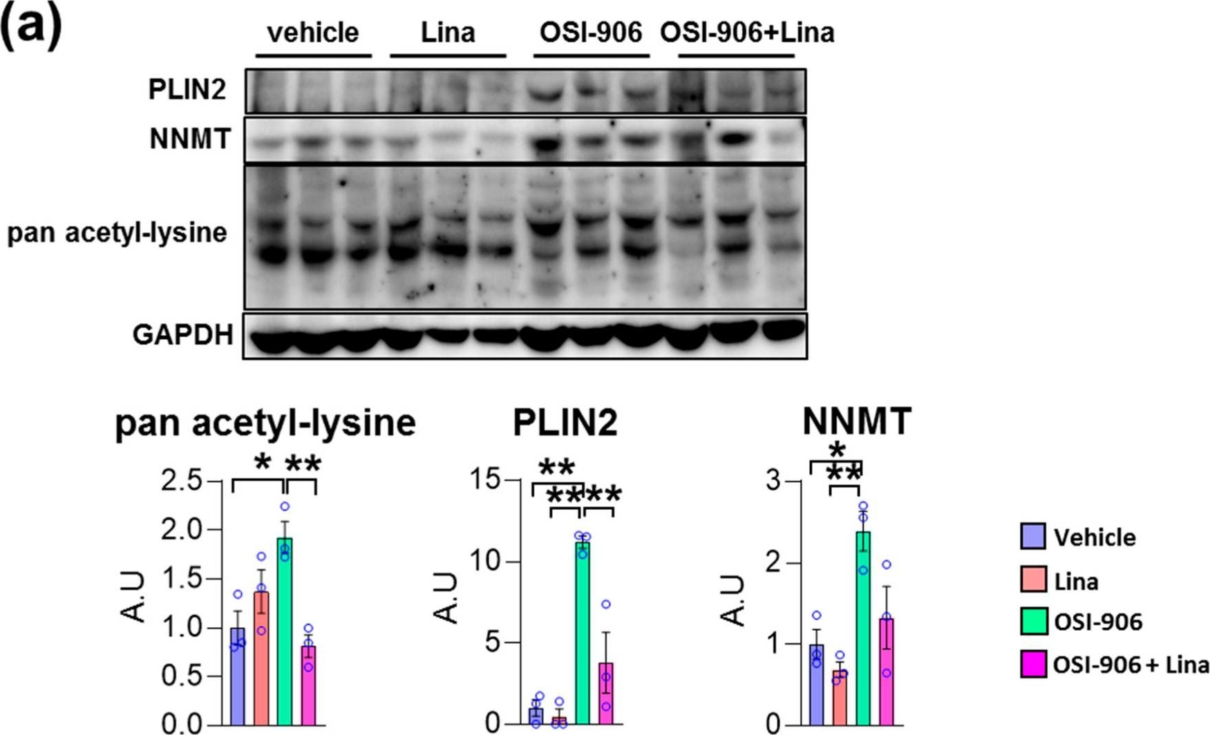 Anti-NNMT antibody [OTI3D8] (ab119758) | Abcam