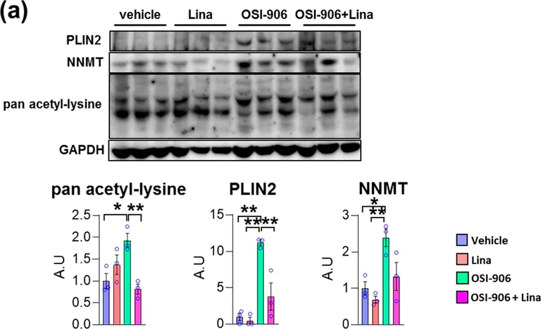 Anti-NNMT antibody [OTI3D8] (ab119758) | Abcam