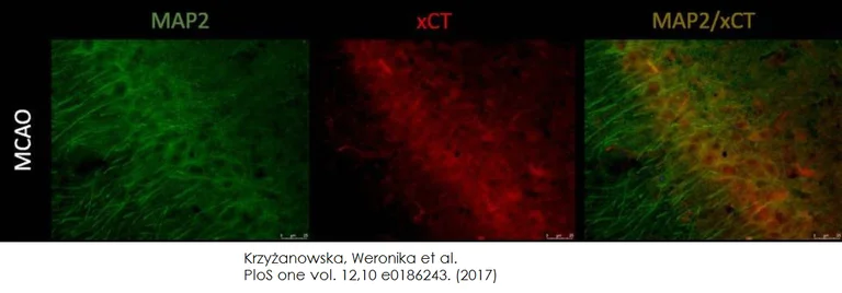 Normal 驴Serum (ab7475)| Abcam中文官网