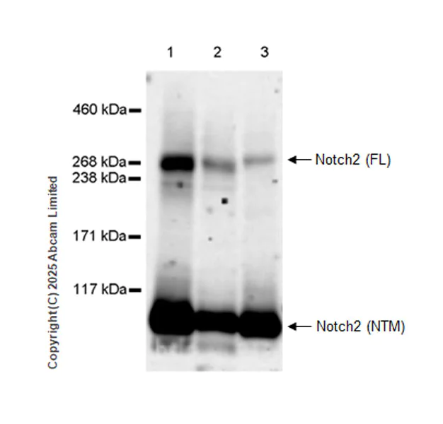 Anti-Notch2 antibody [EPR23715-107] (ab323806) | Abcam