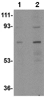 Anti-NOTUM antibody (ab106448) | Abcam