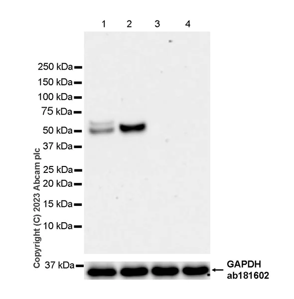 Anti-NOTUM antibody [EPR27981-76] (ab315895) | Abcam