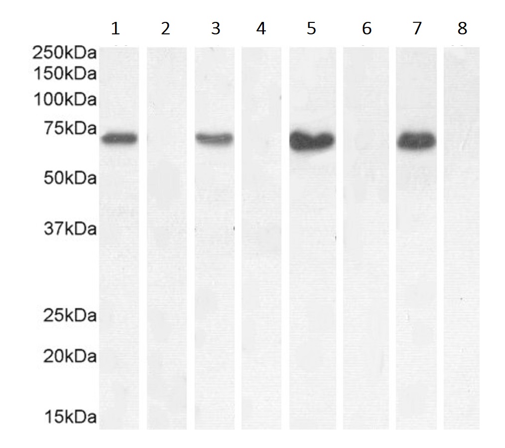 Anti-NOX1 antibody (ab121009) | Abcam
