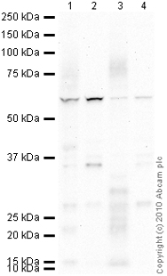 Anti-NOX2/gp91phox antibody [54.1] (ab80897) | Abcam