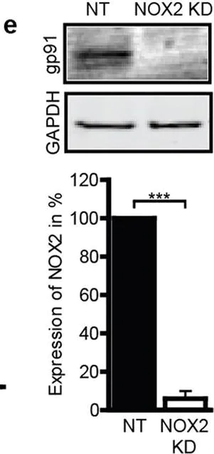 Anti-NOX2/gp91phox antibody [54.1] (ab80897) | Abcam