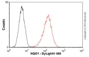 Anti-NQO1 antibody [A180] (ab28947) | Abcam