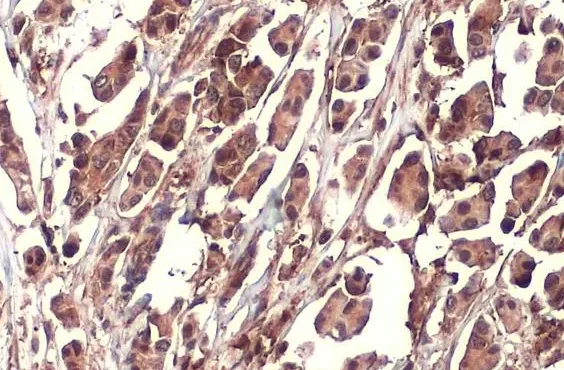 NRF2抗体[HL1021] - BSA and Azide free (ab313825)| Abcam中文官网