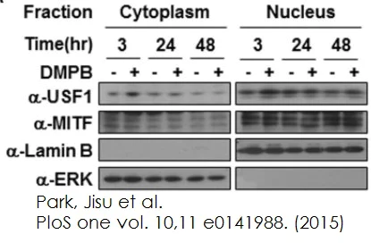 Nuclear extraction kit, 60-min assay, 100 tests (ab113474) | Abcam