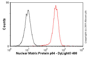 Anti-Nuclear Matrix Protein p84 antibody [5E10] (ab487) | Abcam