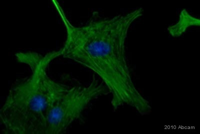 Anti-Nuclear Matrix Protein p84 antibody [5E10] (ab487) | Abcam
