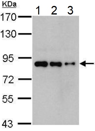 Anti-Nuclear Matrix Protein p84 antibody [5E10] (ab487) | Abcam