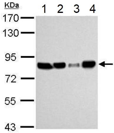 Anti-Nuclear Matrix Protein p84 antibody [5E10] (ab487) | Abcam