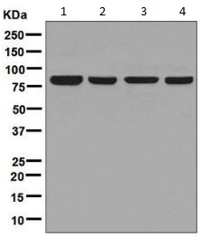 Anti-Nuclear Matrix Protein p84 antibody [EPR5662(2)] (ab131268) | Abcam