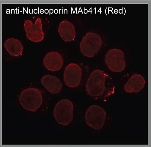 Anti-Nuclear Pore Complex Proteins 抗体 [Mab414] (ab24609) | Abcam