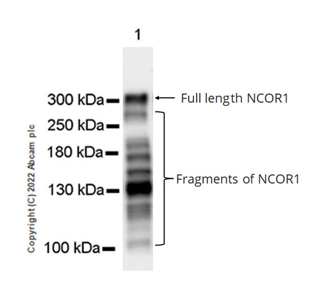 Anti-Nuclear Receptor Corepressor NCoR antibody [EPR23834-46] (ab300615 ...