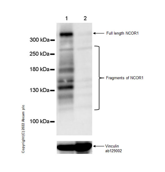 Anti-Nuclear Receptor Corepressor NCoR antibody [EPR23834-46] (ab300615 ...