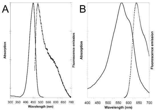 Nucleolar/Nuclear Staining Kit - Green/ Red Fluorescence - Cytopainter ...