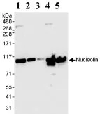 Anti-Nucleolin antibody (ab70493) | Abcam