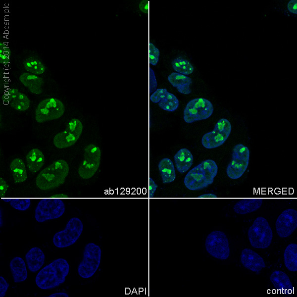 Anti-Nucleolin antibody [EPR7952] (ab129200) | Abcam
