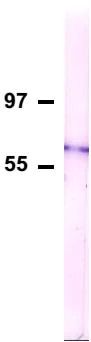 Anti-Nucleoporin p62/NUP62 antibody [2A] (ab188413) | Abcam