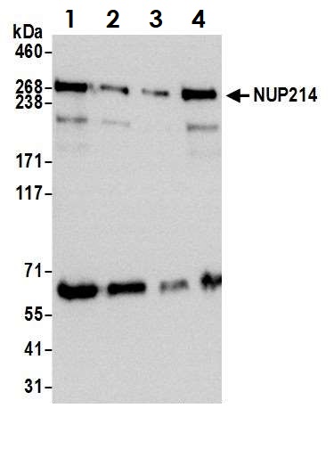 Anti-NUP214 antibody (ab70497) | Abcam