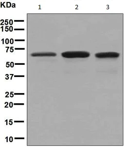 Anti-NXF1 antibody [EPR8010] (ab129171) | Abcam