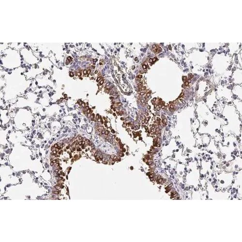 Anti-OAT antibody [HL2088] (ab317132) | Abcam中文官网