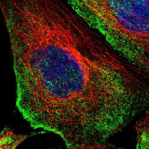 Anti-ODR4/TTG1 antibody (ab121495) | Abcam