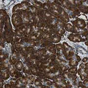 Anti-ODR4/TTG1 antibody (ab121495) | Abcam