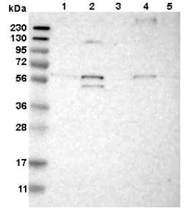 Anti-ODR4/TTG1 antibody (ab121495) | Abcam
