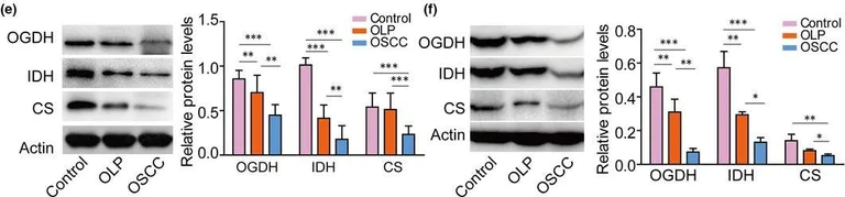 Anti-OGDH antibody - C-terminal (ab137773) | Abcam