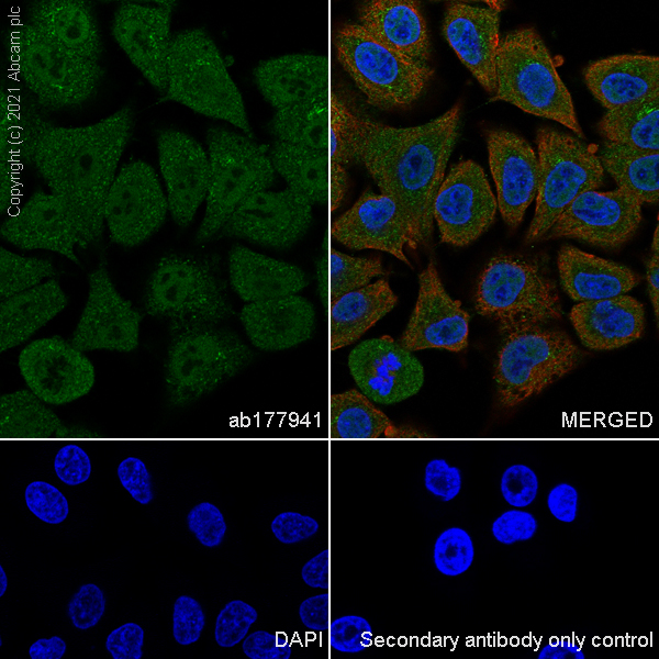 Anti-OGT / O-Linked N-Acetylglucosamine Transferase antibody [EPR12713 ...