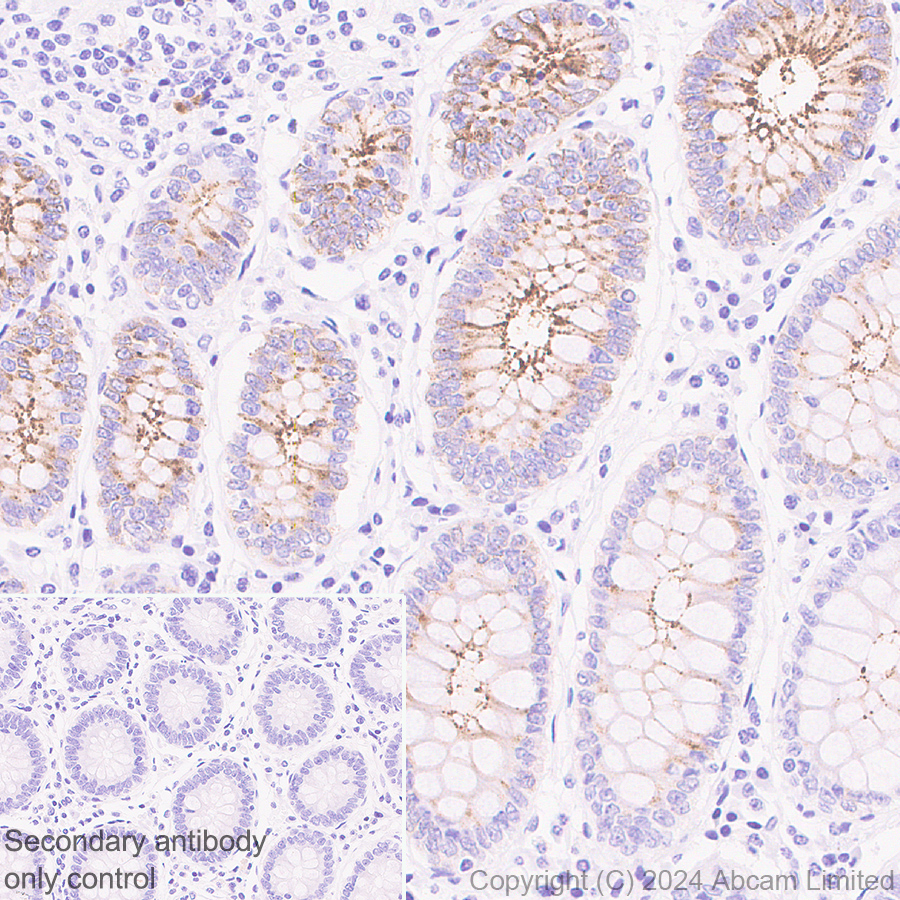 Anti-OLFM4 antibody [EPR29030-1] (ab322350) | Abcam