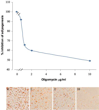 Oligomycin, ATP synthase inhibitor (CAS 1404-19-9) | Abcam