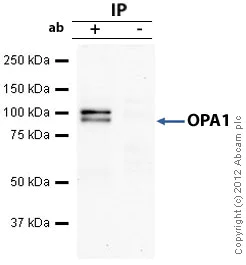 Anti-OPA1 antibody. Rabbit polyclonal (ab42364) | Abcam