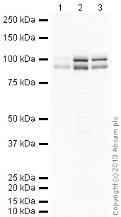 Anti-OPA1 antibody. Rabbit polyclonal (ab42364) | Abcam