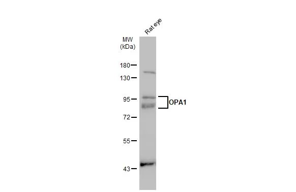 Anti-OPA1 antibody - C-terminal (ab227868) | Abcam