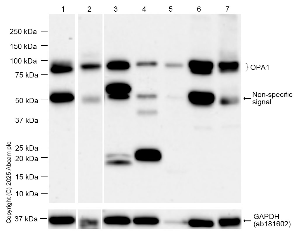Anti-OPA1 antibody [EPR11057(B)] (ab157457) | Abcam