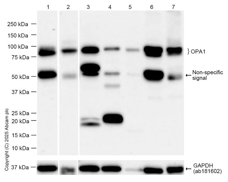 Anti-OPA1 antibody [EPR11057(B)] (ab157457) | Abcam