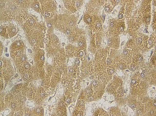 Osteocalcin抗体 (ab93876)| Abcam中文官网
