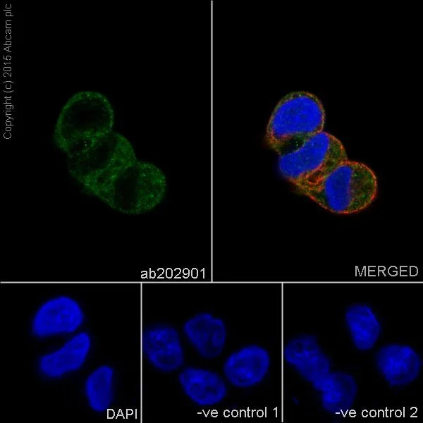 Anti-OSTF1 antibody [EP15457] - BSA and Azide free (ab284856) | Abcam