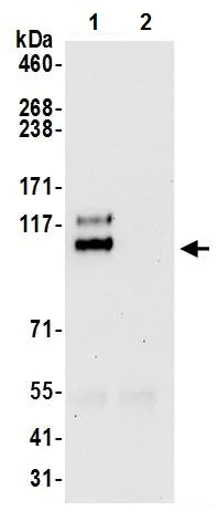 Anti-p107 antibody (ab245514) | Abcam