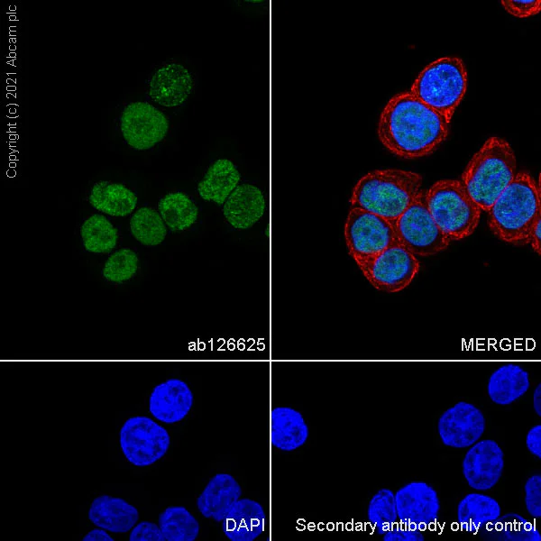 Anti-p150 CAF1/CAF antibody [EPR5576(2)] - BSA and Azide free (ab232030 ...