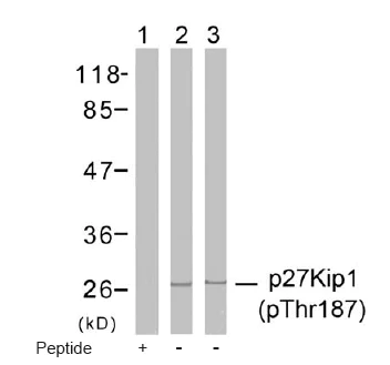 Anti-p27 KIP 1 (phospho T187) antibody (ab75908) | Abcam