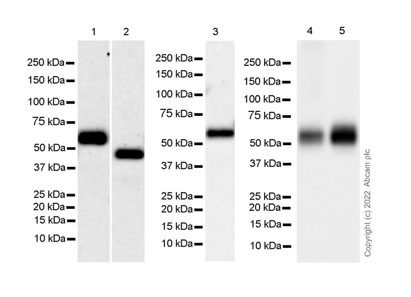 Anti-P2X4 antibody [EPR25194-152] (ab303496) | Abcam