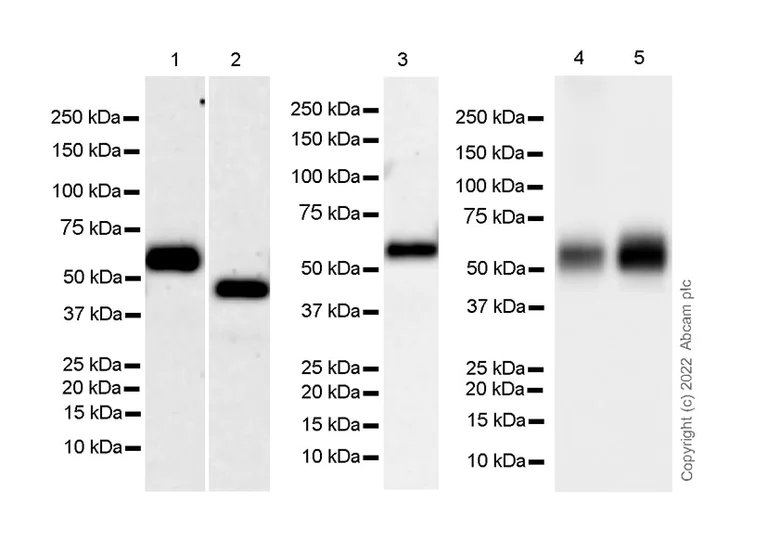 Anti-P2X4 antibody [EPR25194-152] (ab303496) | Abcam