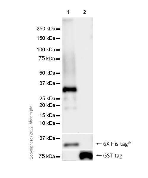 Anti-P2X4 antibody [EPR25194-152] (ab303496) | Abcam