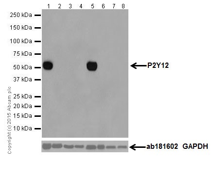 Anti-P2Y12 antibody [EPR18611] (ab184411) | Abcam